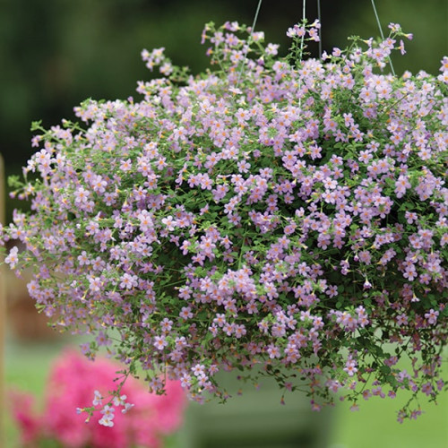 Бакопа Блутопія F1 Лавандер Блю (Blutopia F1 Lavender Blue) насіння купити в Україні | Веснодар