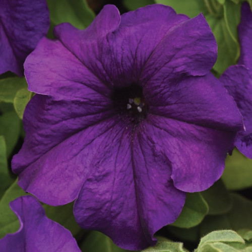 Петуния Суперкаскад F1 Блю (Supercascade F1 Blue) семена купить в ...