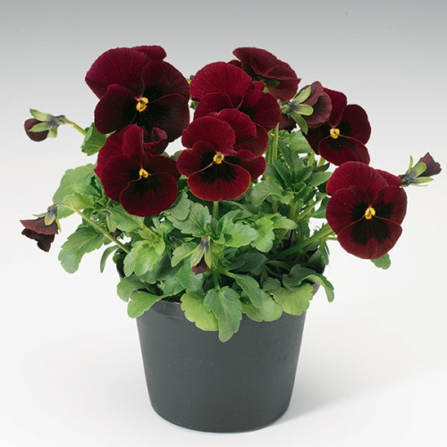 Виола Пенни F1 Ред виз Блотч (Penny F1 Red with Blotch) семена купить в ...